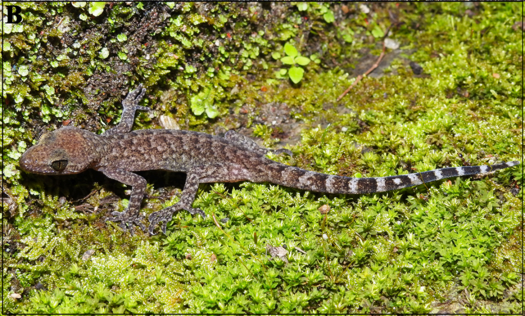 Three New Gecko Species Discovered in Nepal | Nepal Monitor